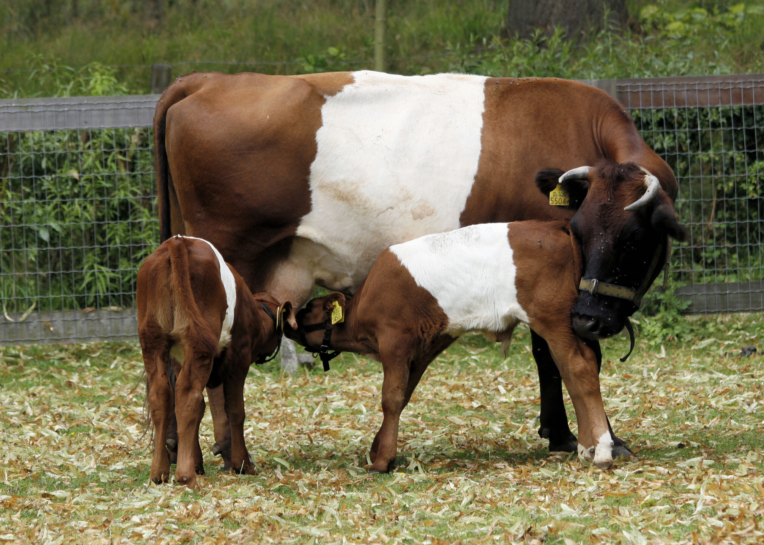 Levend Erfgoed dagen 2025 op 13 en 14 september - vSKBN